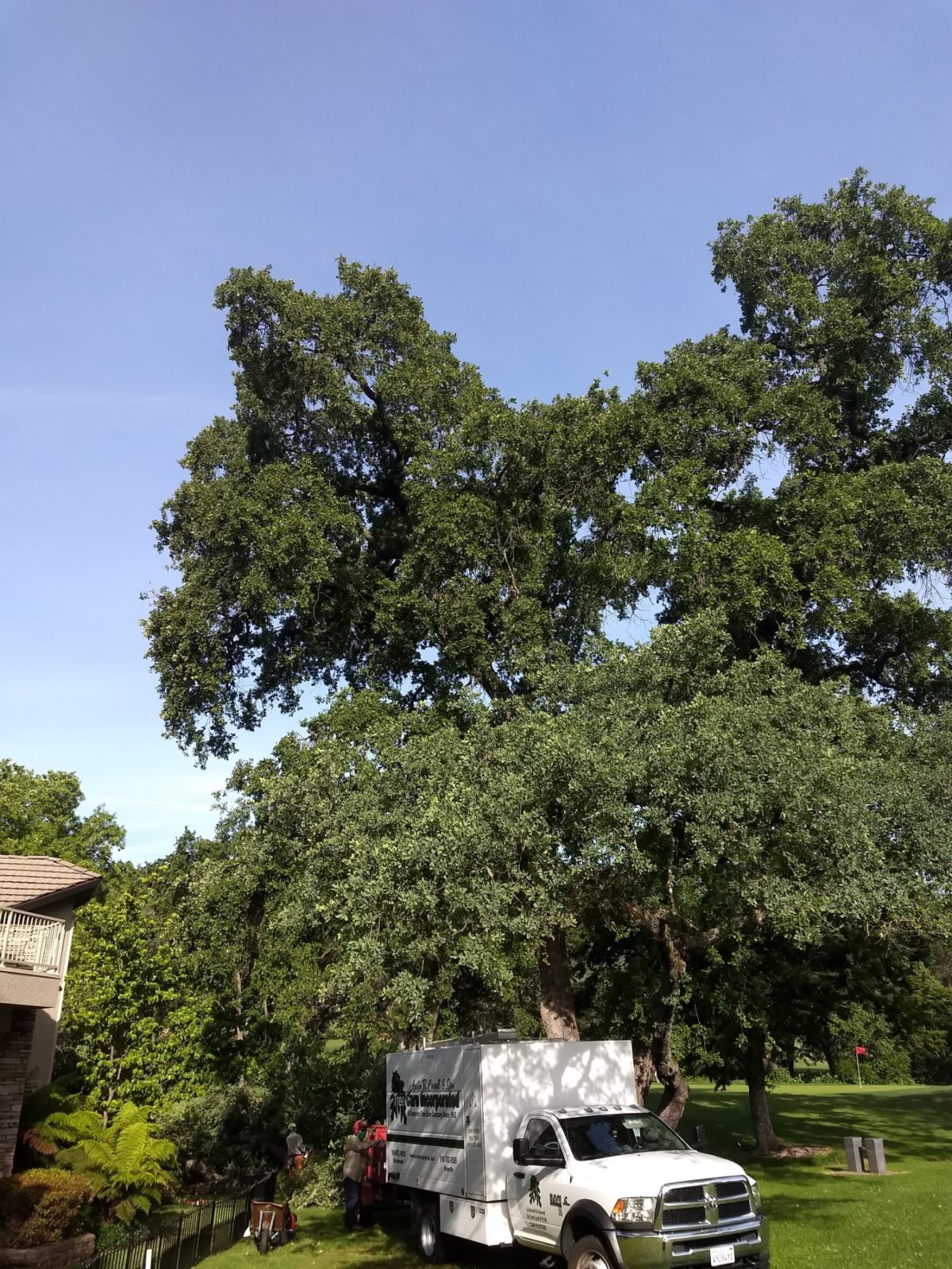 Professional Tree Trimming in Sacramento & Roseville, CA | Tree Care ...